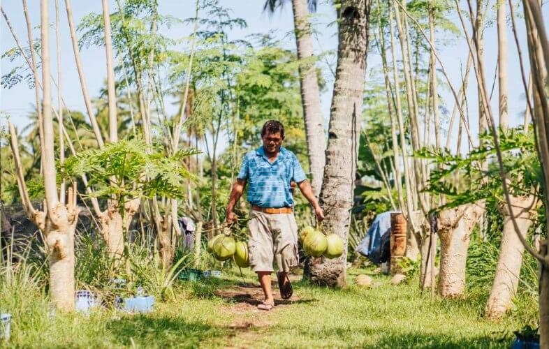 Industrial Bulk Coconut Products - Axelum